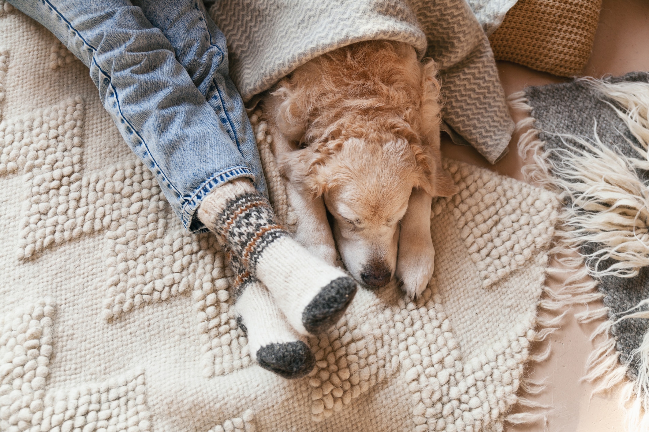 7 Comfort Hacks for Senior Pet Caregivers - Caring Pathways Charlotte